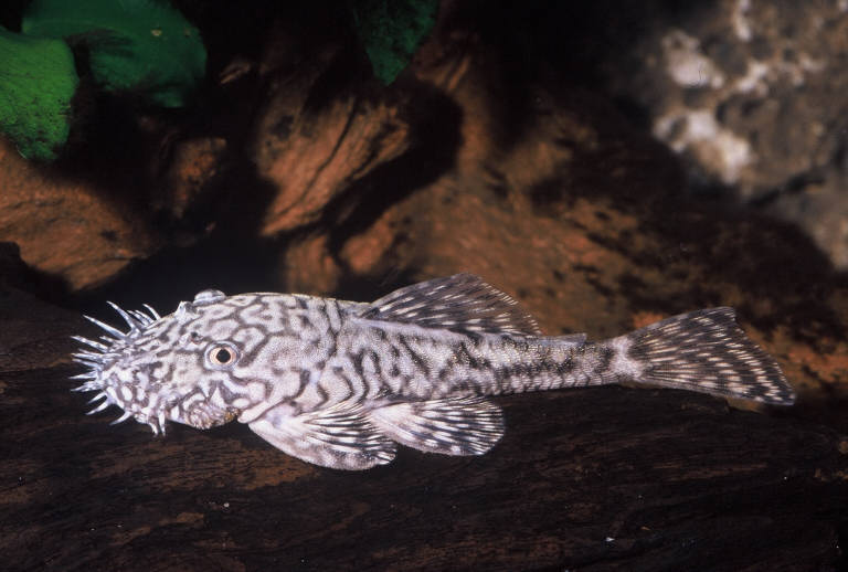 La vie de mon aquarium: Ancistrus