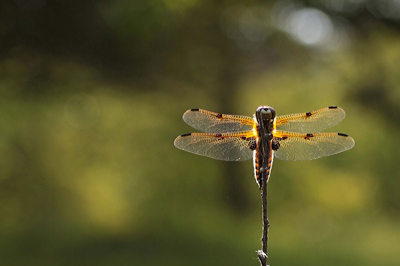 Dommelvos Natuurfotografie: Libellen