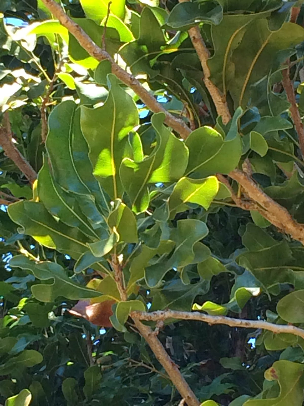 Trees of Santa Cruz County: Stenocarpus sinuatus - Firewheel Tree