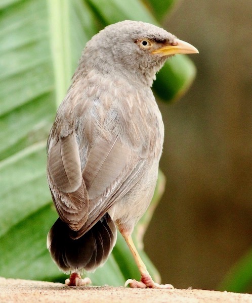 MOUNT ABU BIRDS MY PERSONAL COLLECTION: Photo Galleries Birds of Mount ...