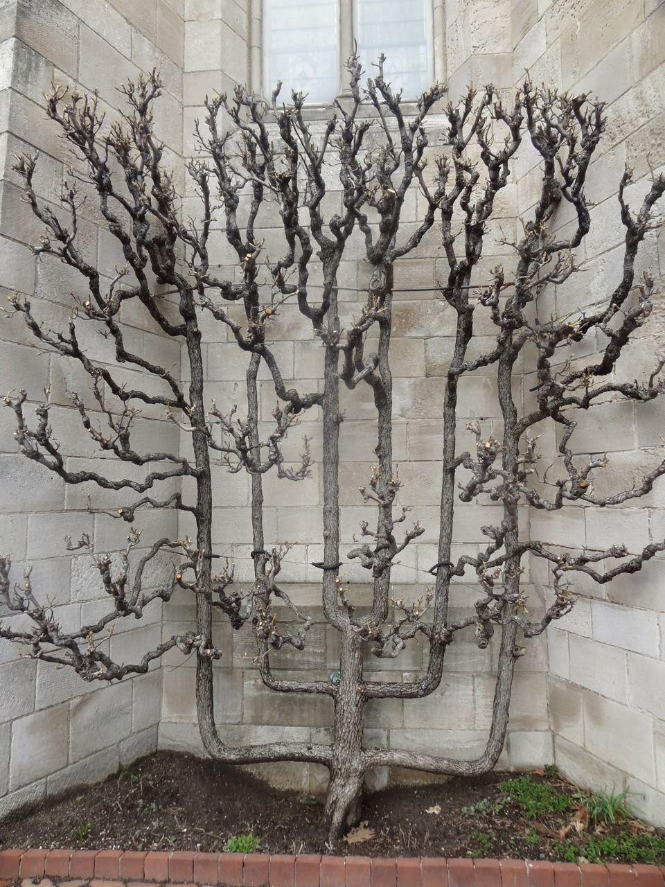 Scrumpdillyicious: The Cloisters: A Medieval Hidden Gem in NYC