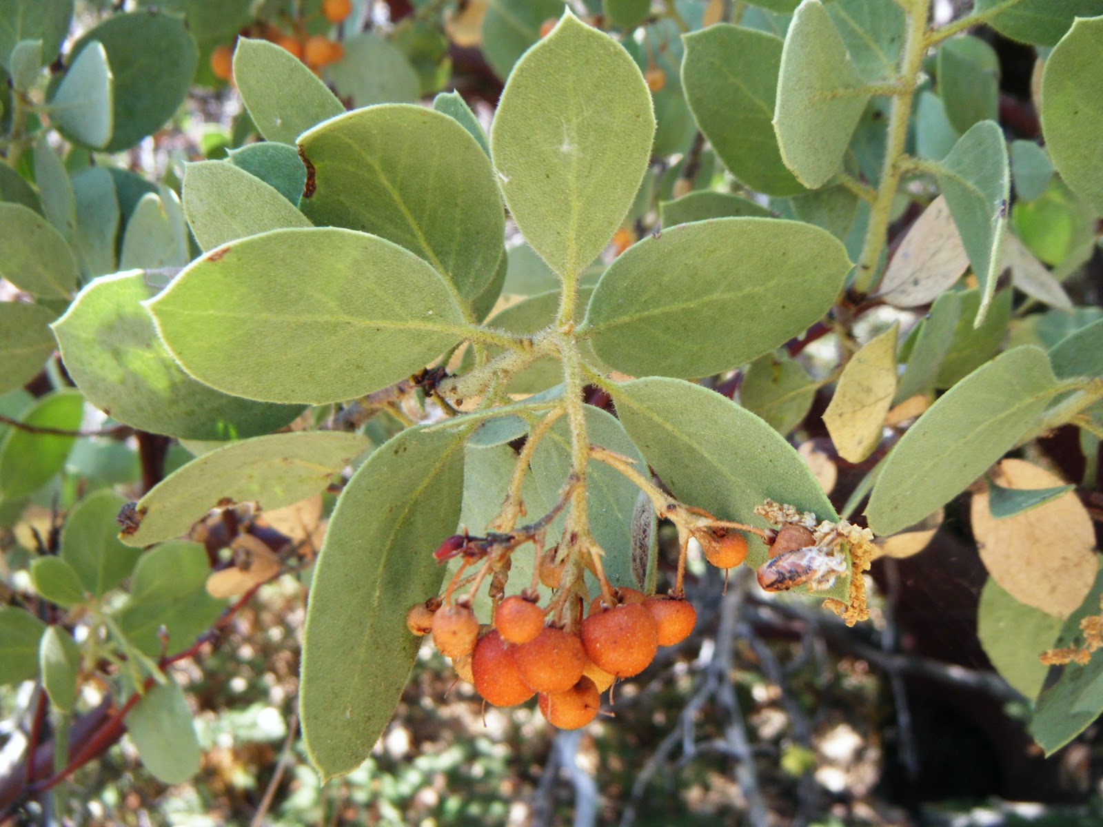 The Botanical Hiker: Western Plants