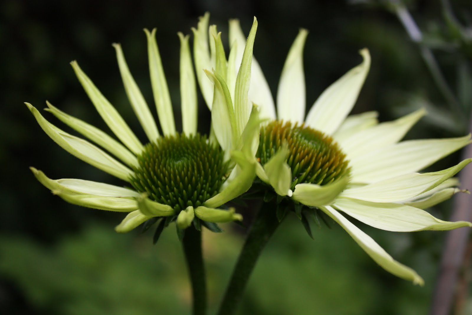 Heléns Trädgårdsplätt: Solhatt