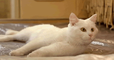 Animasi kucing bergerak lucu persiammia - Cds Blog