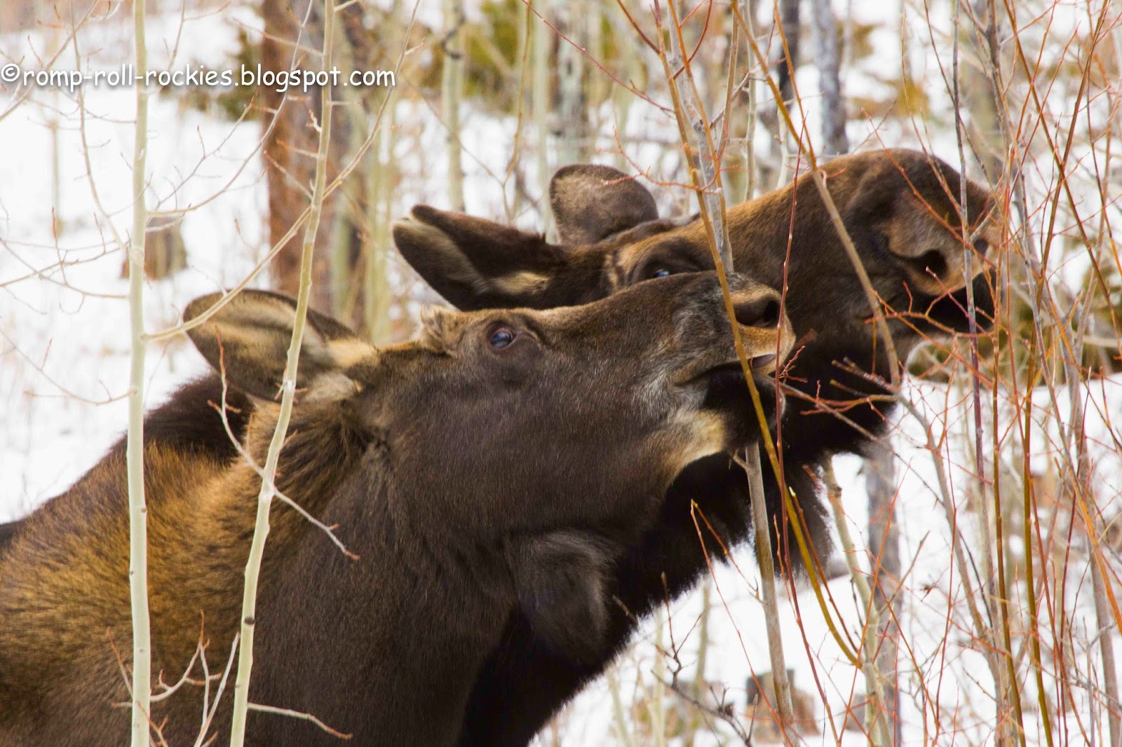 Romping and Rolling in the Rockies: A Moose Meeting