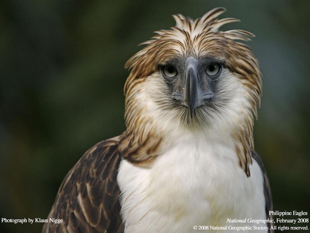 Birds Cry: Our National Bird