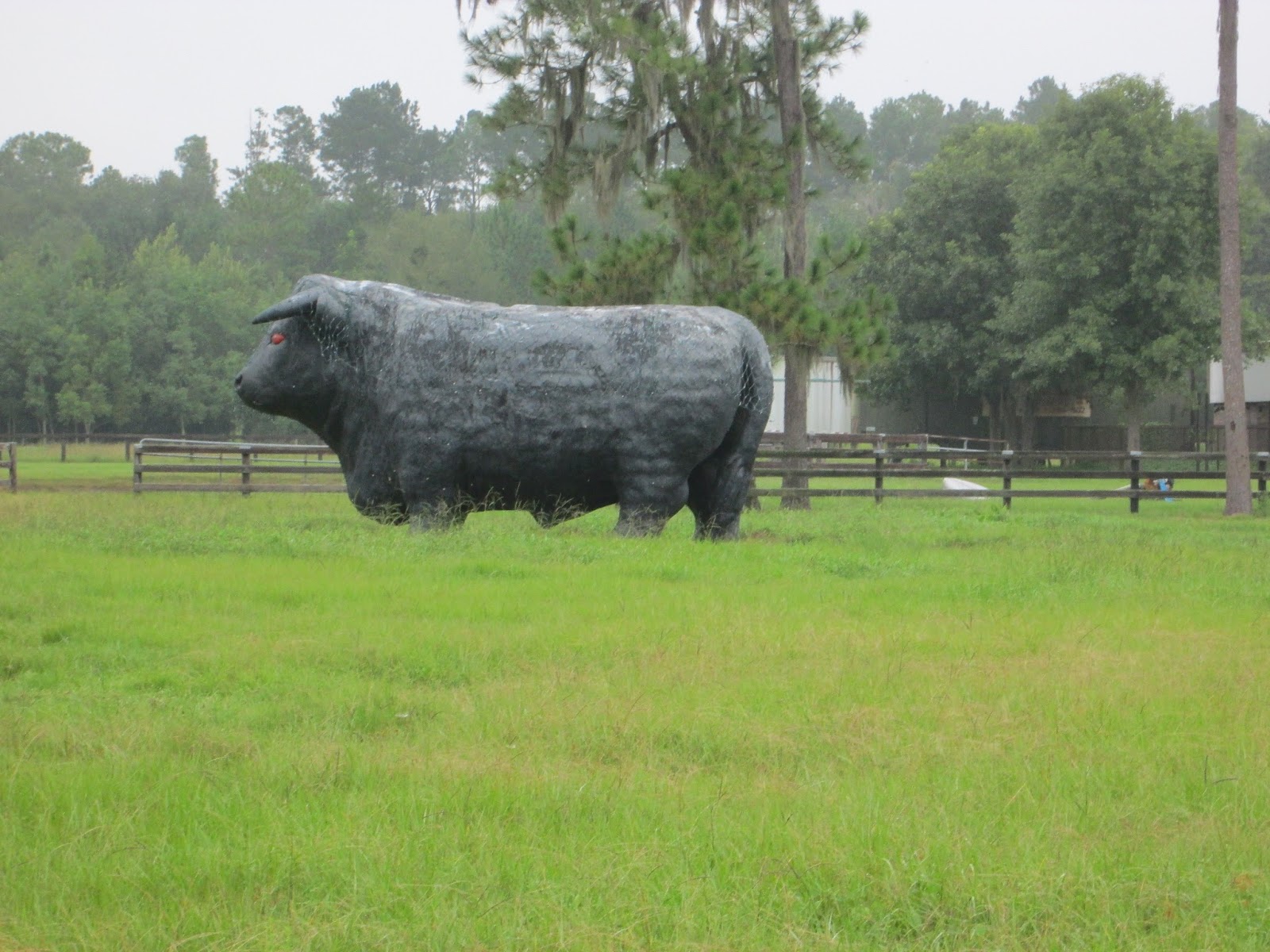 Lace up and Walk : eXtra Big oX