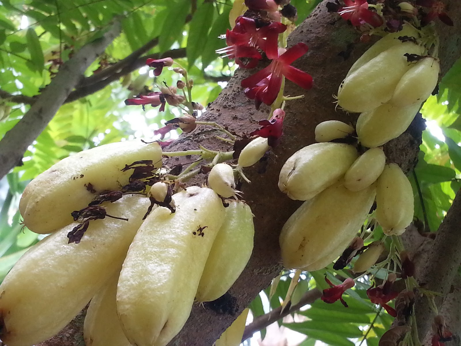 Belimbing buluh kuning ~ SuteraUngu87