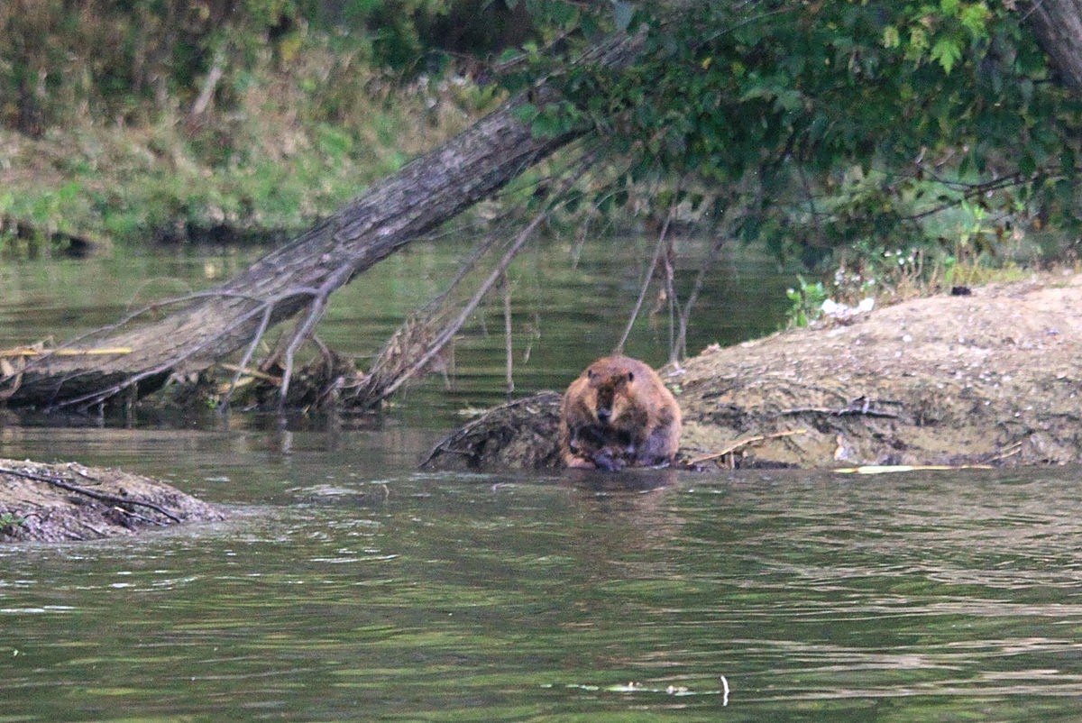 Gary's Outdoor Wanderings2: MORE UNUSUAL BEAVER PICS