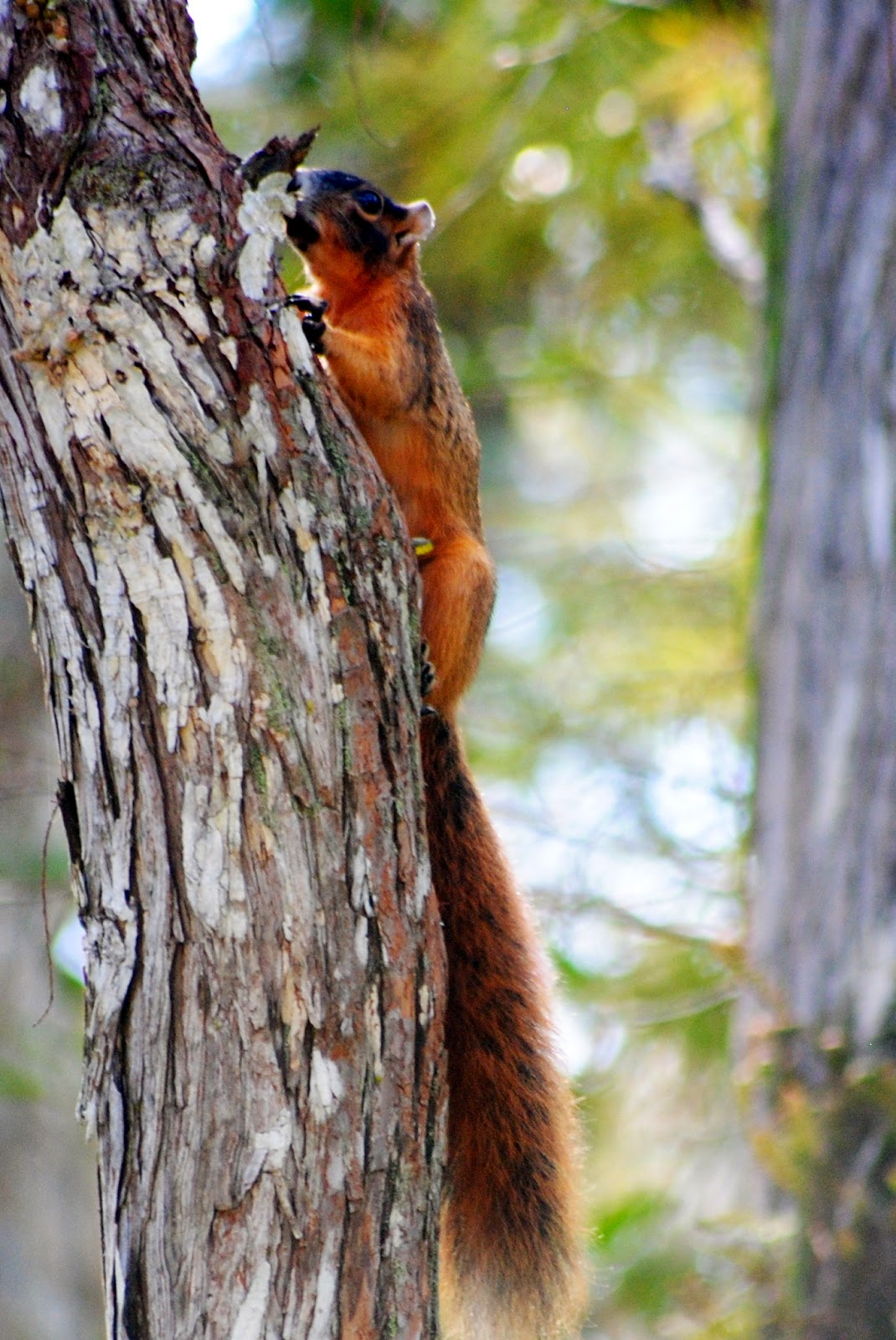 Field Notes and Photos: Big Cypress Fox Squirrel (Sciurus niger avicennia)