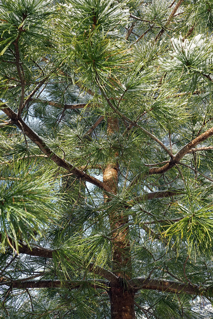 Pinus koraiensis - Korean pine care and cultivation | Travaldo's blog