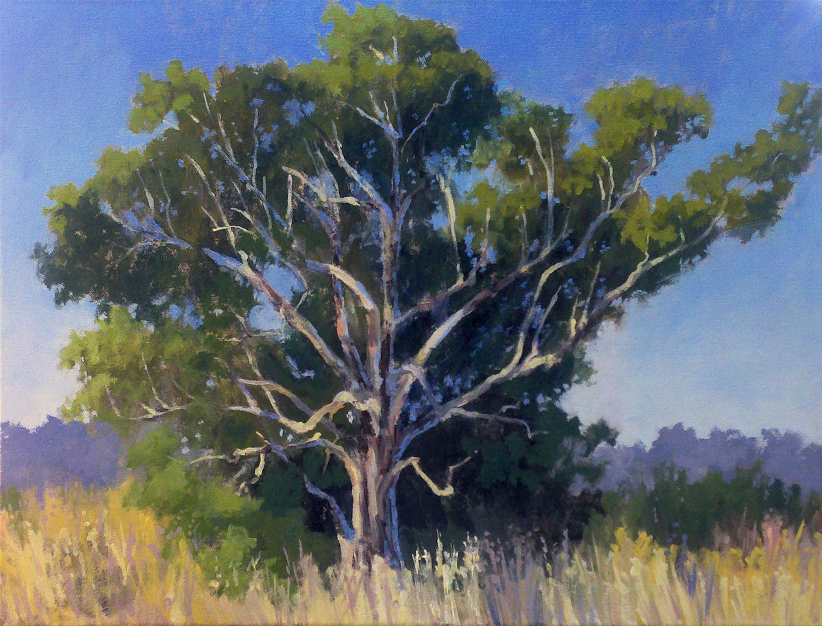 Artist in Residence Project: My First Red Cedar