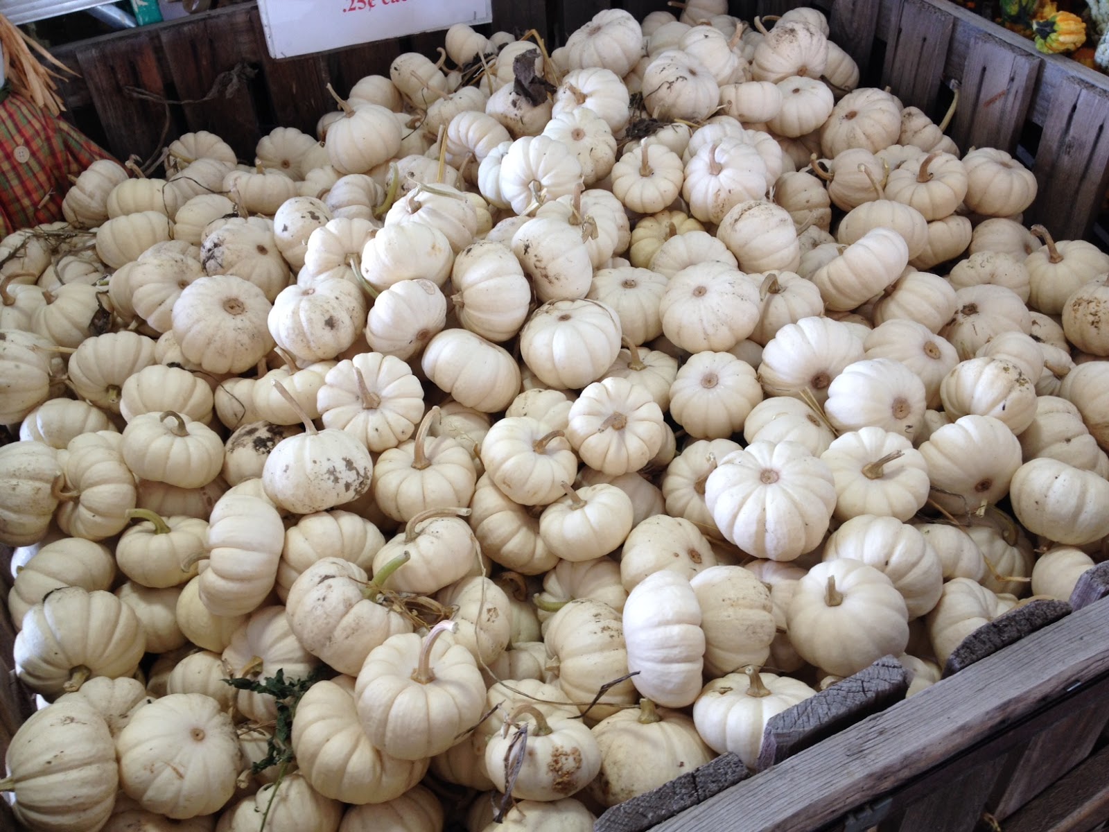 Wayside Treasures: A Fall Farm Visit with Unique Pumpkins and Squash