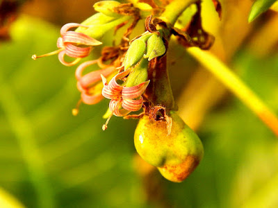 Keep Calm & Curry On: Ingredient of the week: Cashews, Kaju