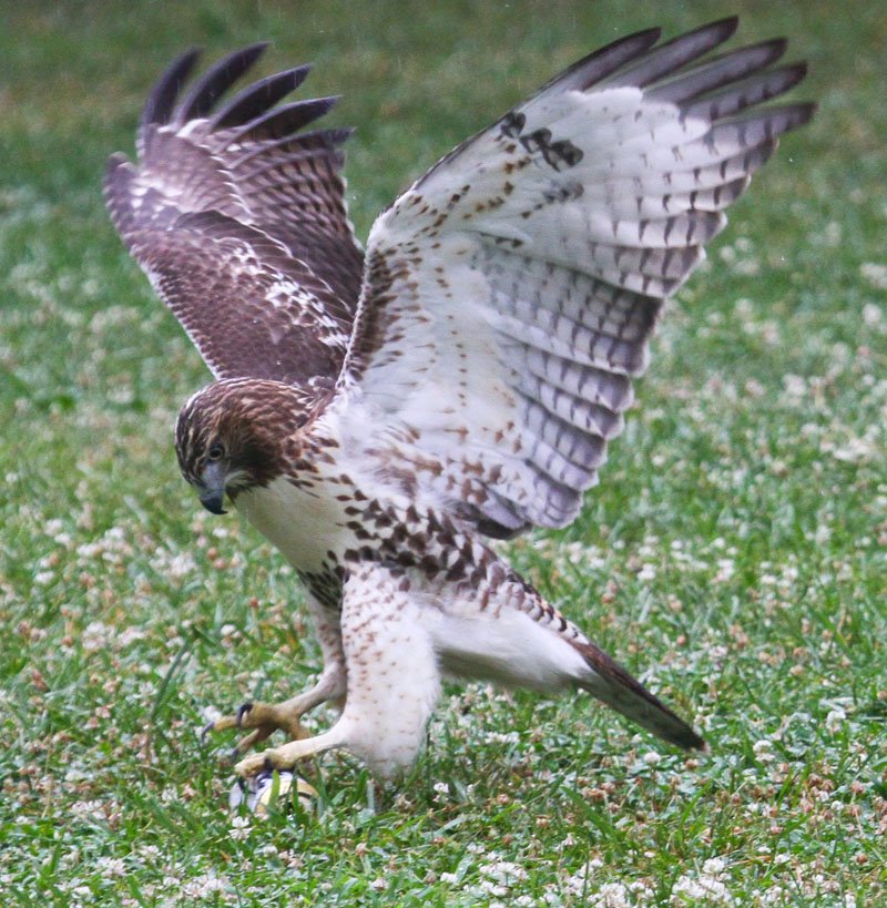 Hawkwatch at the Franklin Institute: Happy hawks!