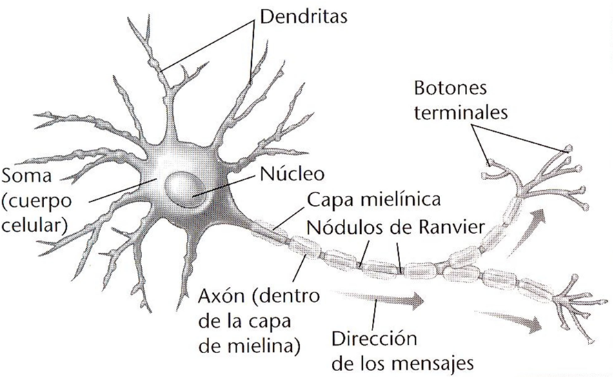 MORFOFISIOLOGÍA I: NEUROANATOMÍA