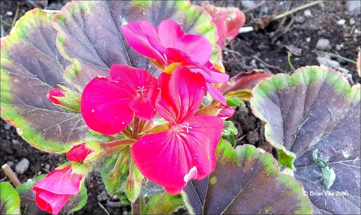 Northern Interior British Columbia: Late Spring Flowers Steelhead Park ...