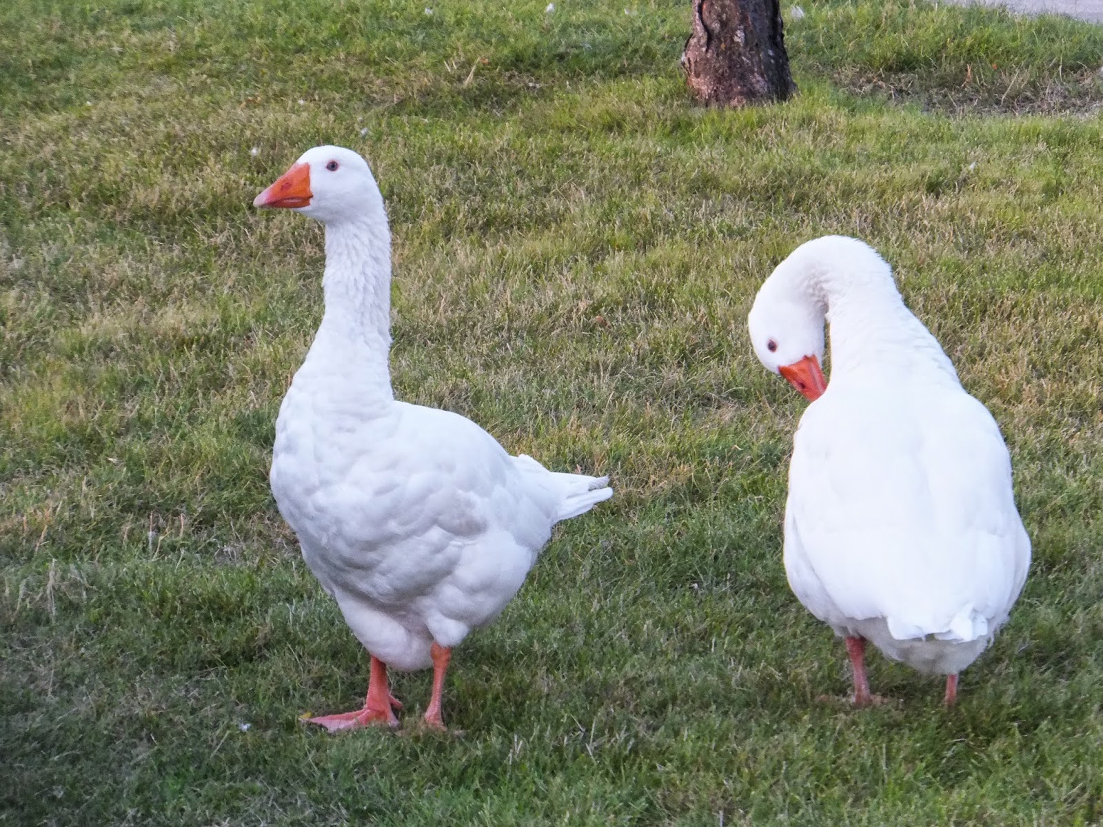 The Chicago Lampoon: Weird Geese in Lincolnwood