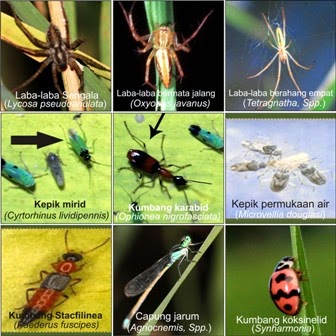 Musuh Alami Yang Harus Dilindungi | Tani Organik