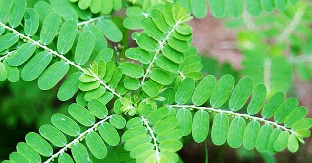 Manfaat Kandungan Meniran dan Khasiatnya - Biologizone