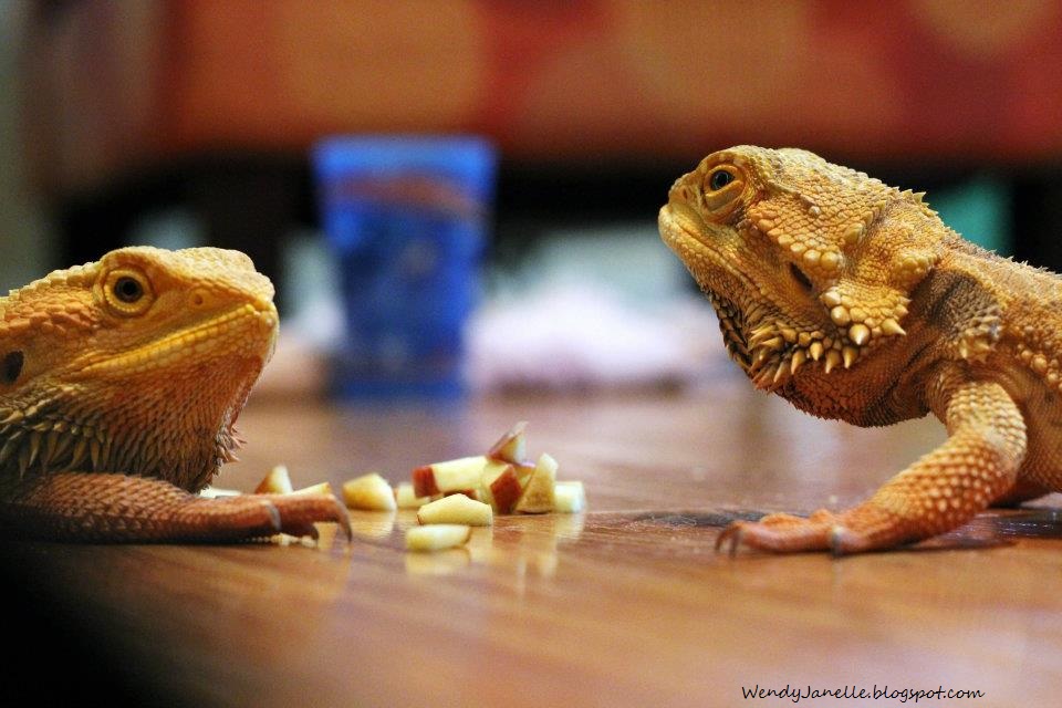 Living Creatively: Class Mascots