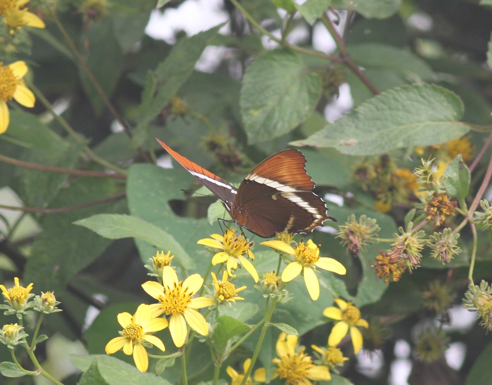 Simon and Karen Spavin: Ecuador Butterflies