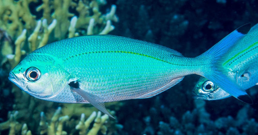IKAN LAUT ASLI INDONESIA: Caesio lunaris