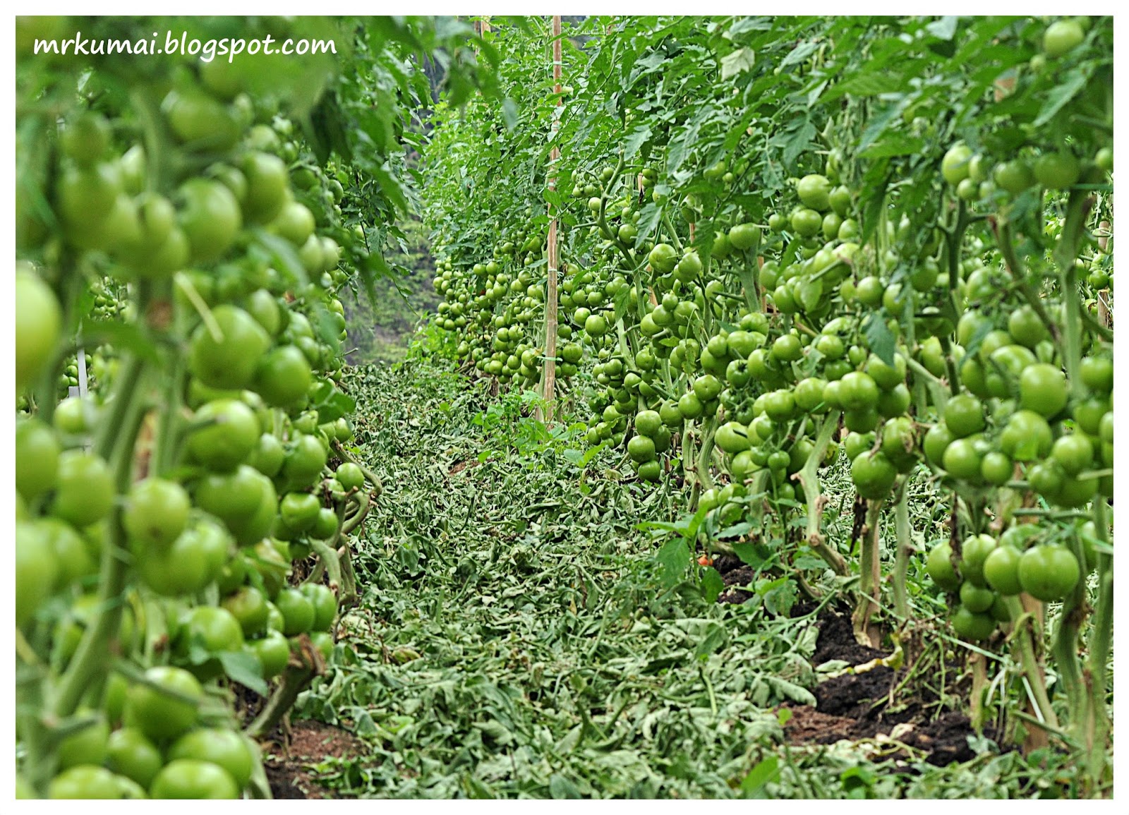 mrkumai.blogspot.com: Kebun Tomato Tradisional di Cameron Highlands