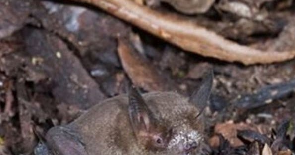 Kiwi walking bat pollinates flower of the underworld