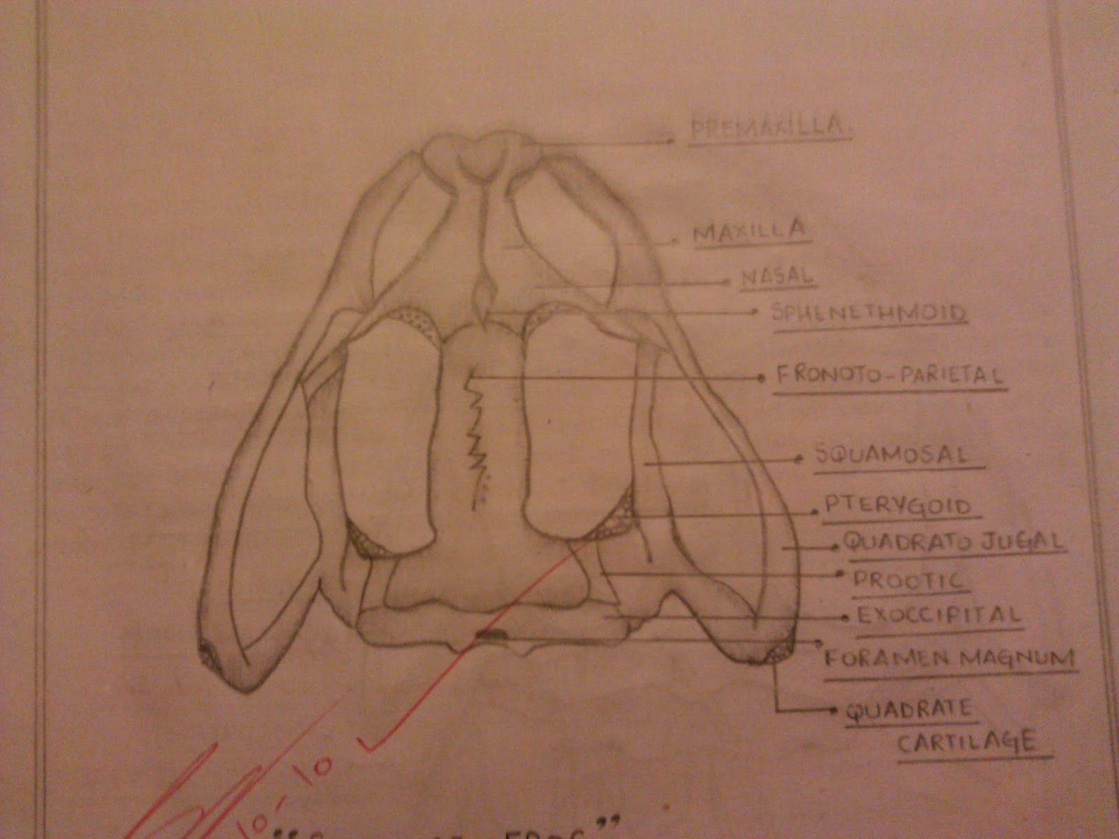 Isolated System Study Of The Skull Of Frog isolated-system-study-of-the-skull-of-frog