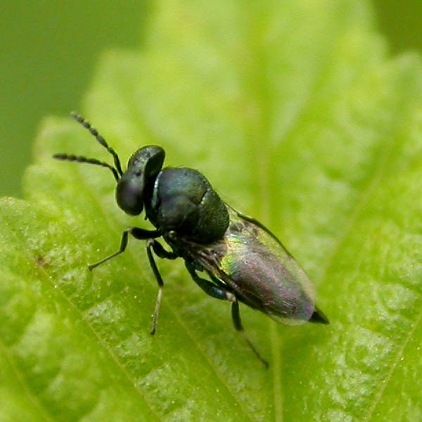 Variety of Life: Entedon