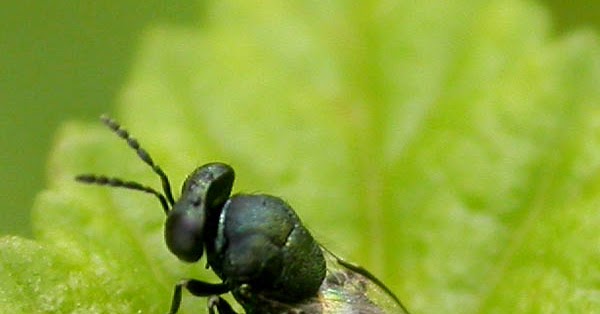 Variety of Life: Entedon