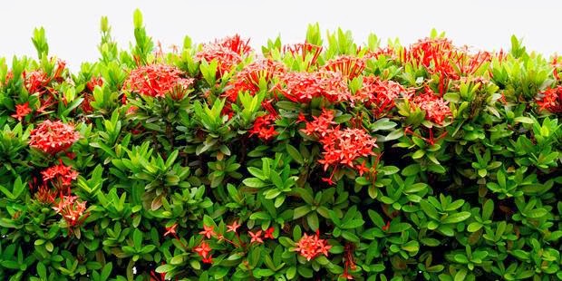 Pohon soka jepang | Tanaman soka | Tukangtaman | Tukang Taman