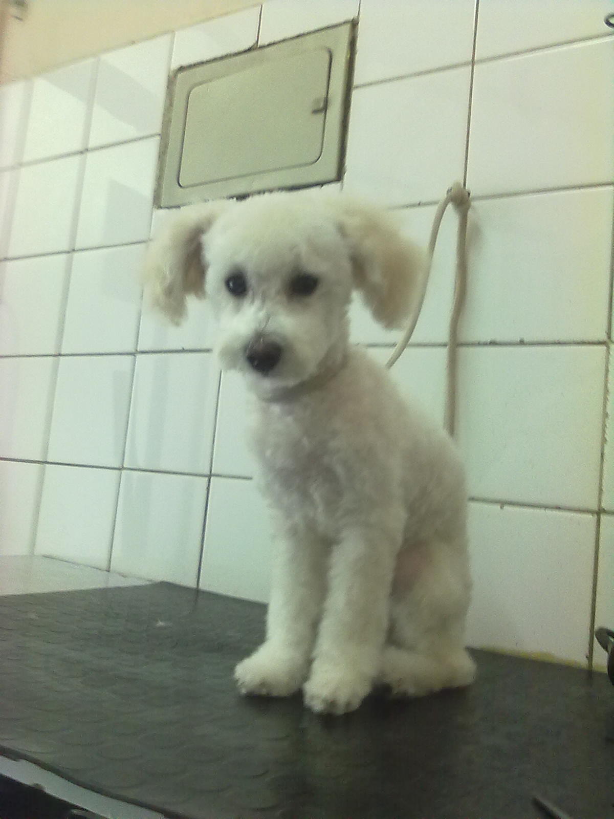 Corte del poodle - Imagui