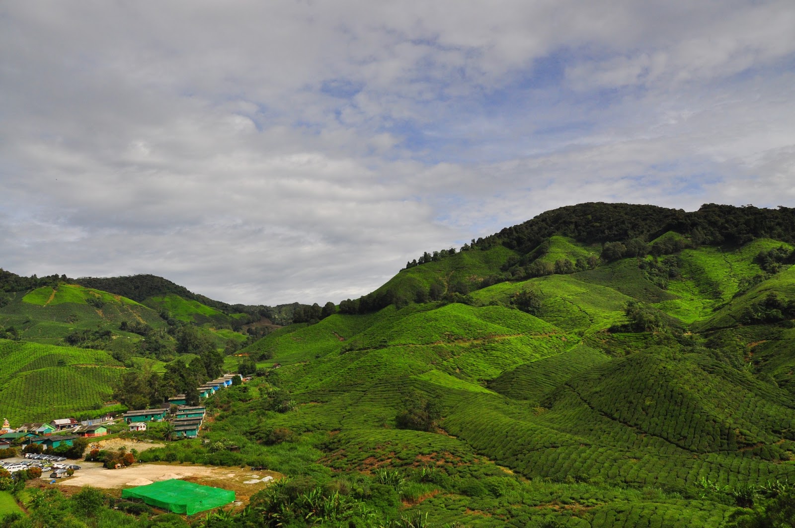 shu ching's: Sg. Palas Boh Tea Garden, Cameron Highlands