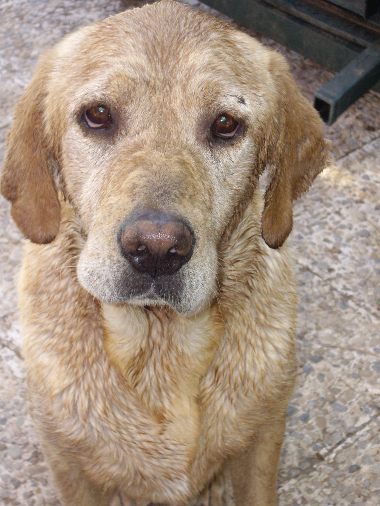 El Pueblo Peludo: Molongo, Molongo!