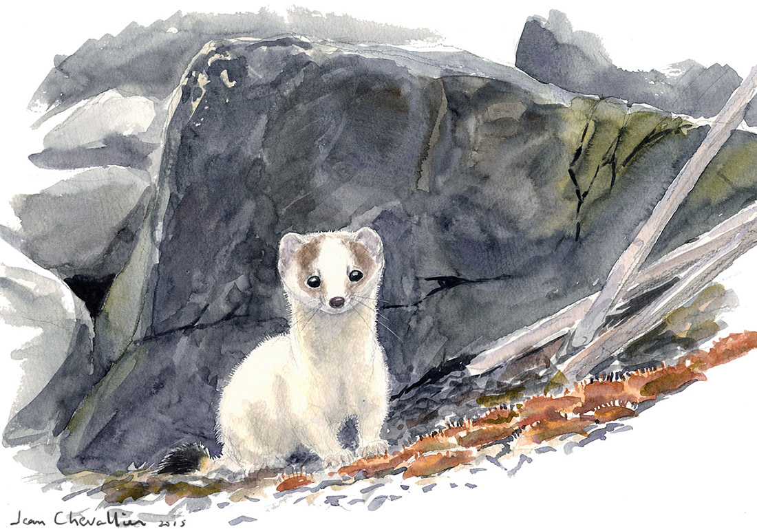 Jean Chevallier Artiste peintre animalier. 2015 065