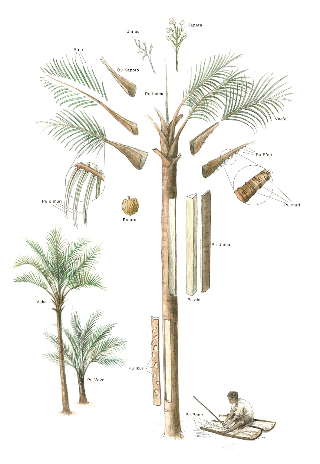 Alexis Demetriades Science Illustration: Exploded Sago Palm ...