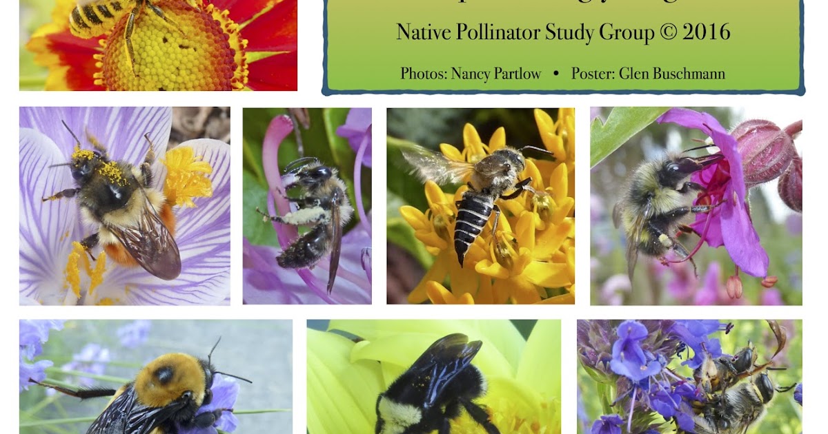 Bees, Birds & Butterflies: 11 x 17 Posters - Thurston County (click ...