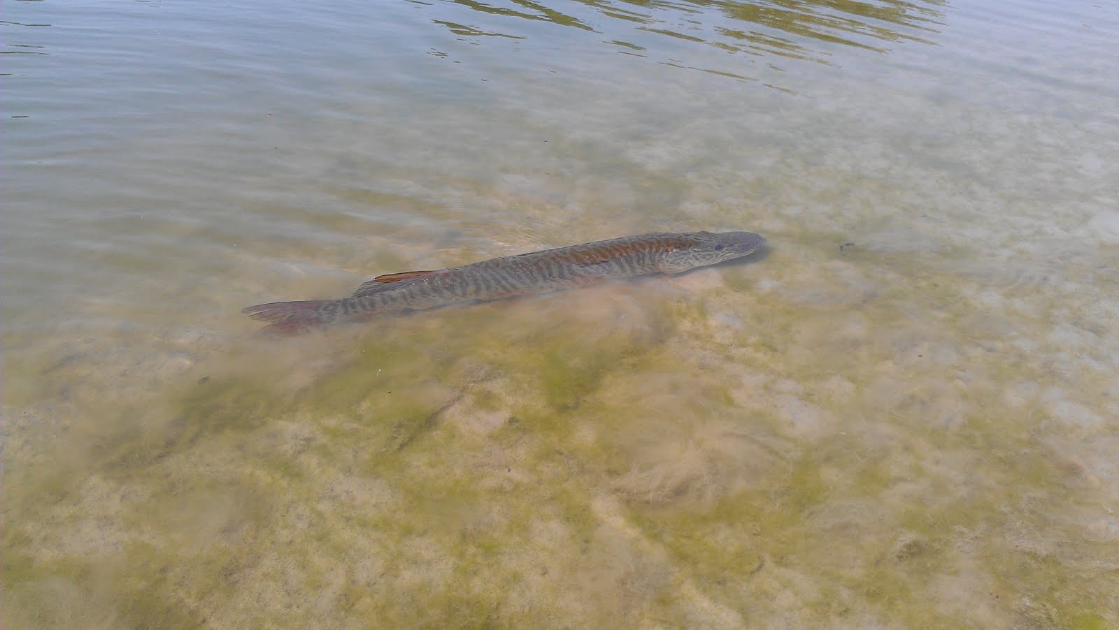 Bama Boy's Fishing Adventures: Newton, Baby Brush Hogs, Bass, and the ...