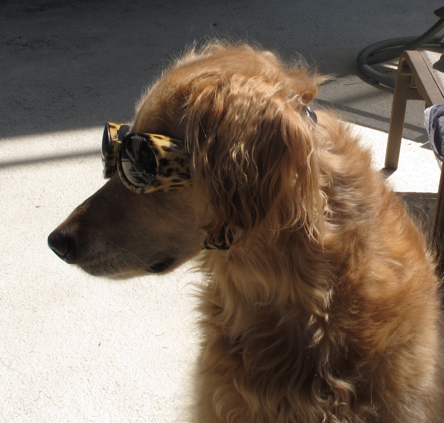 All Things Dog Blog