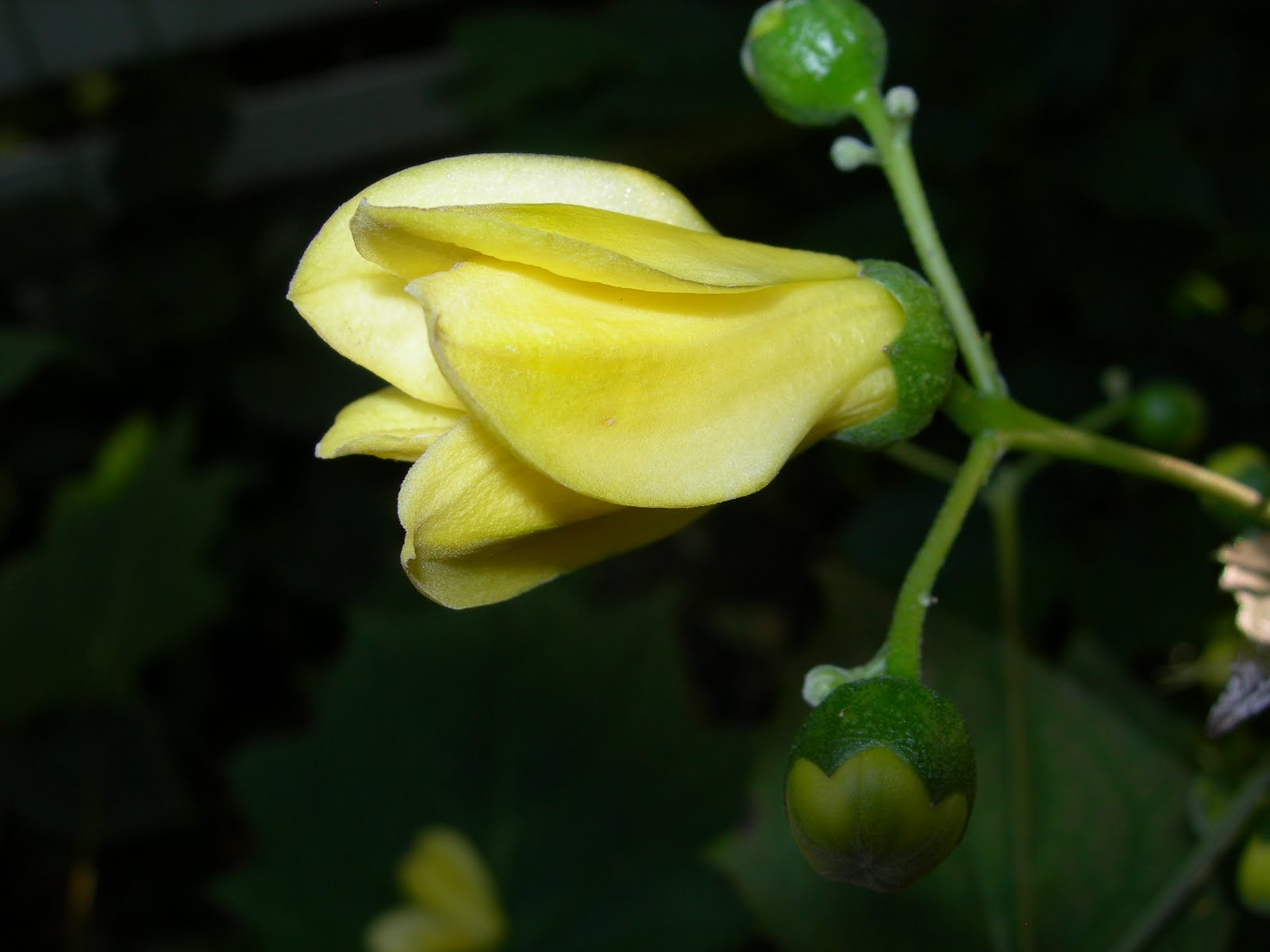 The Phytophactor: Friday Fabulous Flower - Yellow Wax Bells
