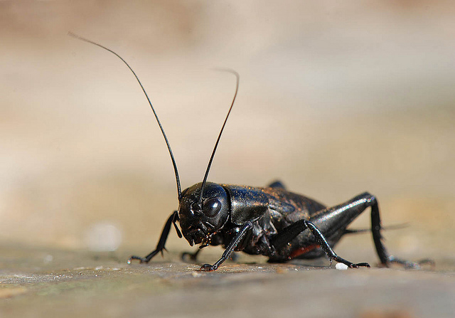 Black Field Cricket - Insects Morphology
