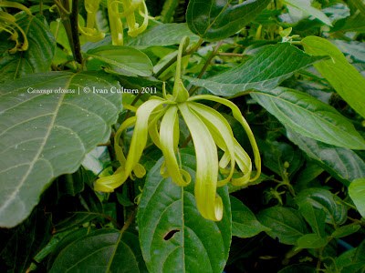 Batang Lakwatsero: Botany 101 - A Day Tour at Manila Seedling Bank ...