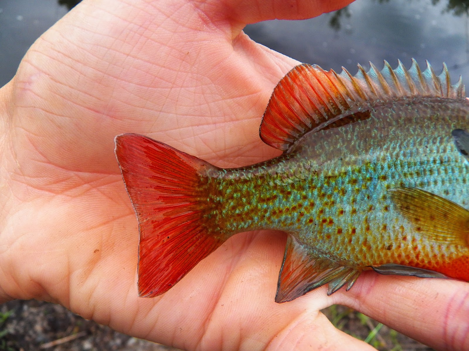 Connecticut Fly Angler: On The Hunt for Red Fin Pickerel and Brook Trout