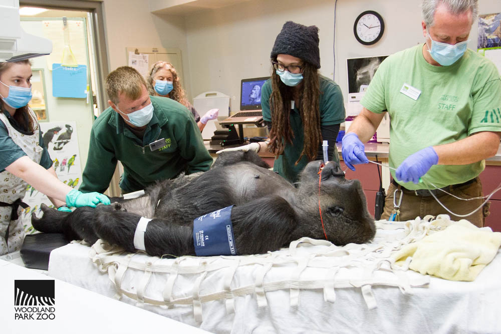 UW Husky football physician helps zoo vets treat gorilla with leg injury