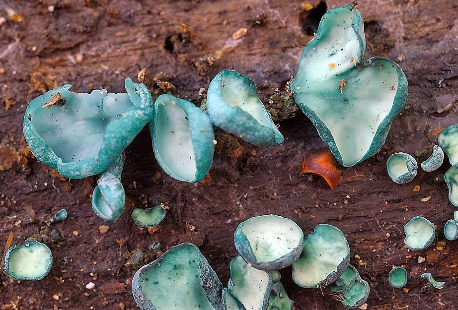 Funghi Teramani: Chlorosplenium aeruginascens (Nyl.) P. Karst