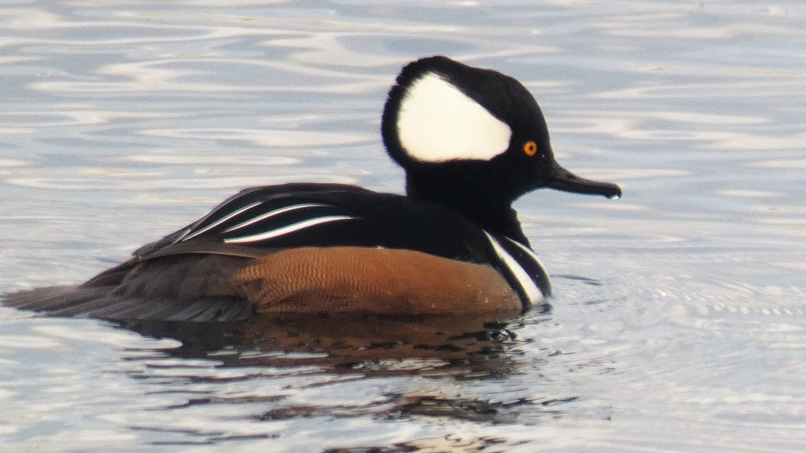 Geotripper's California Birds: A Spectacular Duck: Hooded Mergansers at ...