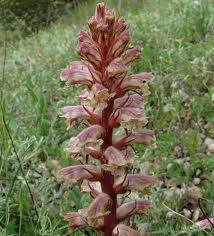 Herbs-Treat and Taste: COMMON BROOMRAPE : HISTORY OF HEALTH BENEFITS OF ...