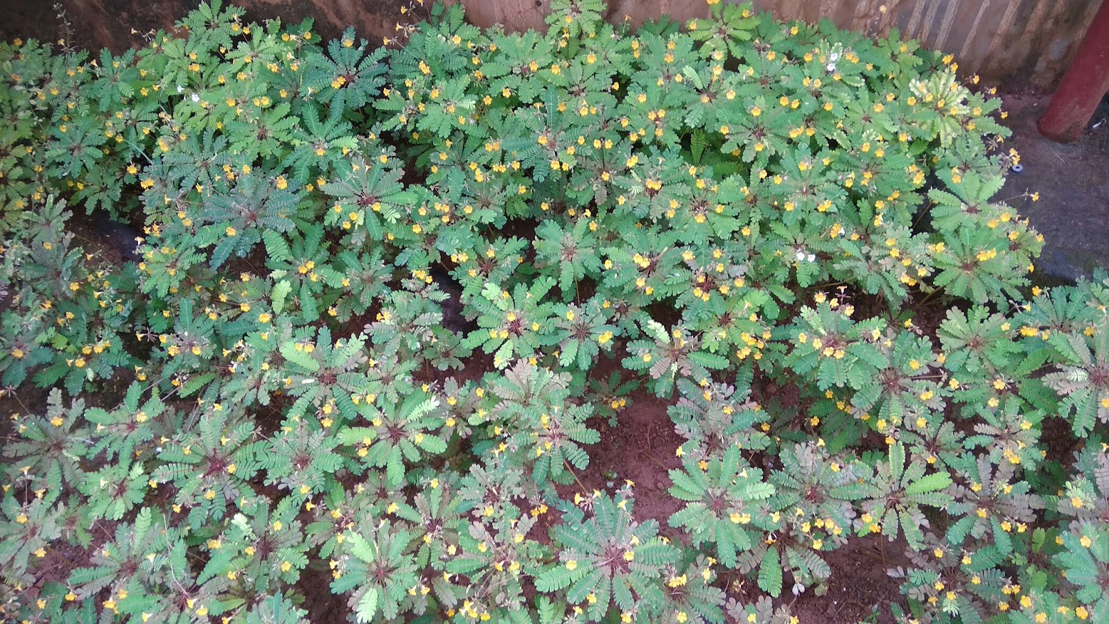 His Holiness Swami Nirmalananda Giri Maharaj : AYURVEDIC MEDICINAL ...